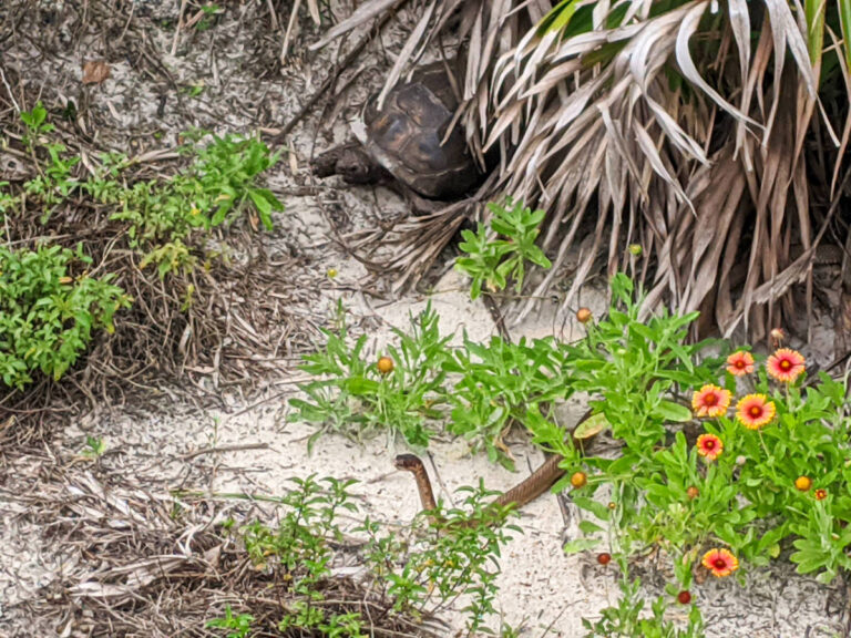 St Augustine's GTM Reserve - Pristine Nature and Beautiful Beaches to ...