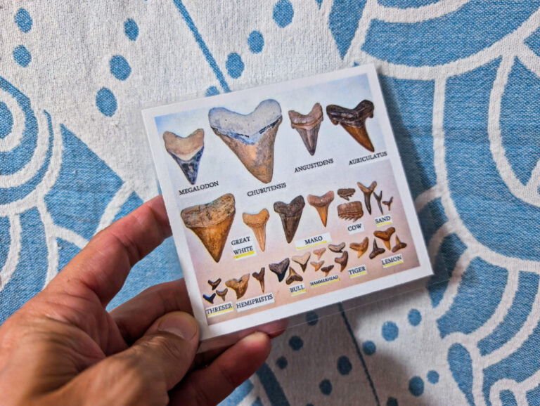 Shark Tooth Hunting in St Augustine: How and Where to Find Shark Teeth ...